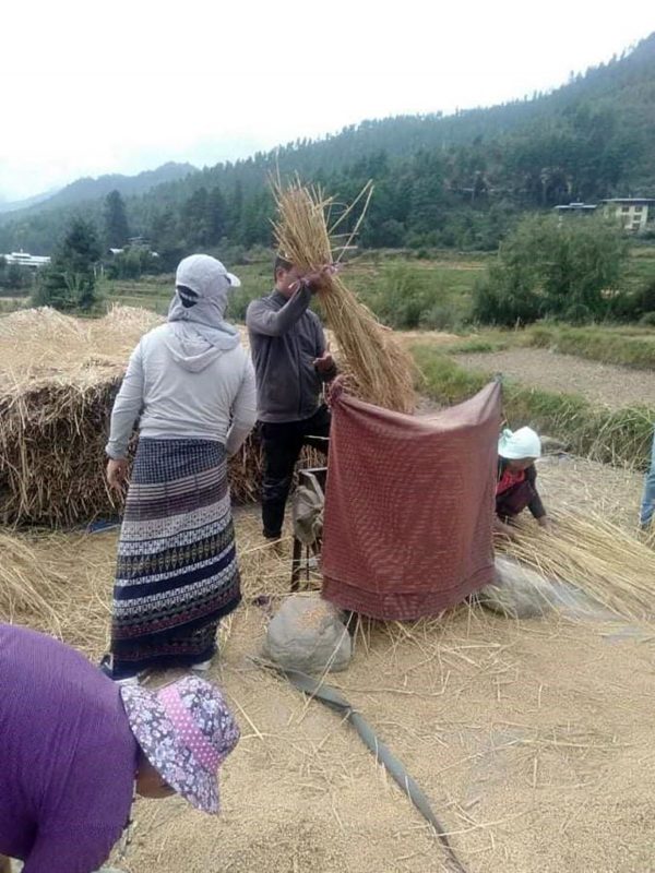 Rice harvest in Paro - Bhutan Network Blog
